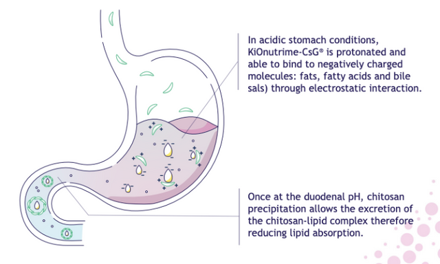 Vegetal chitosan for weight management solutions - KitoZyme