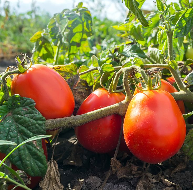 Leader in fungal and vegetal chitosan for consumer healthcare | KitoZyme