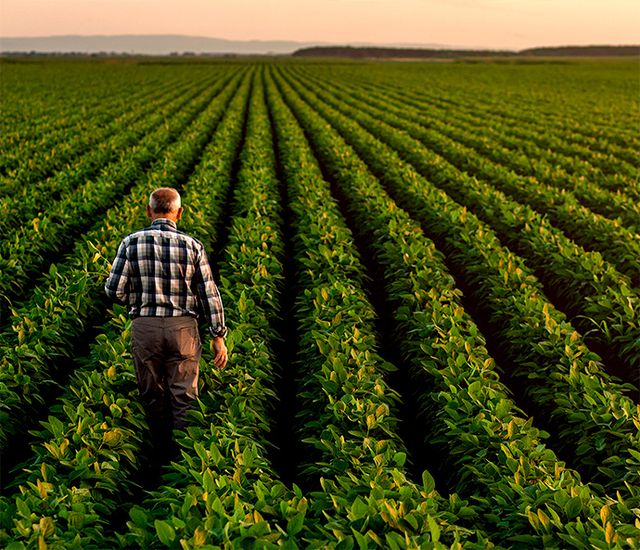 Leader in fungal chitosan | KitoZyme